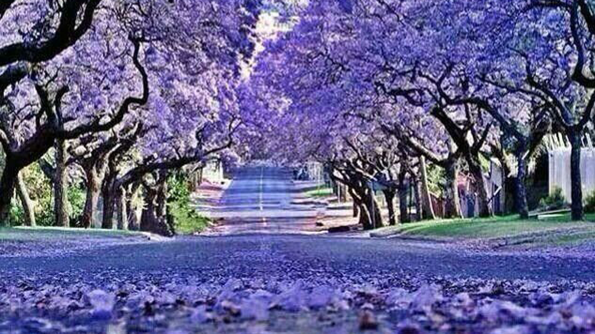 Beautiful Zimbabwe - Zimbabwe Situation